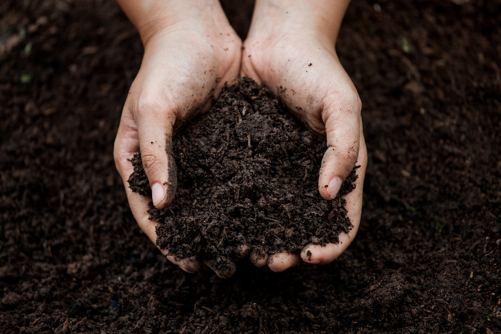 10 Different Types Of Potting Soil (Ingredients, Properties) – Rosy Soil
