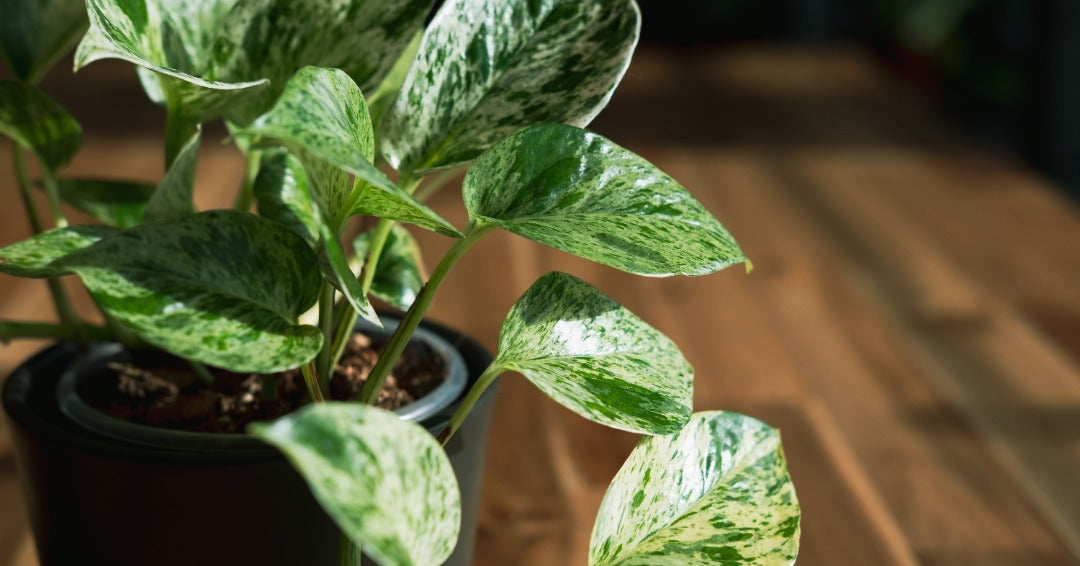 20+ Beautiful Pothos Varieties – Rosy Soil