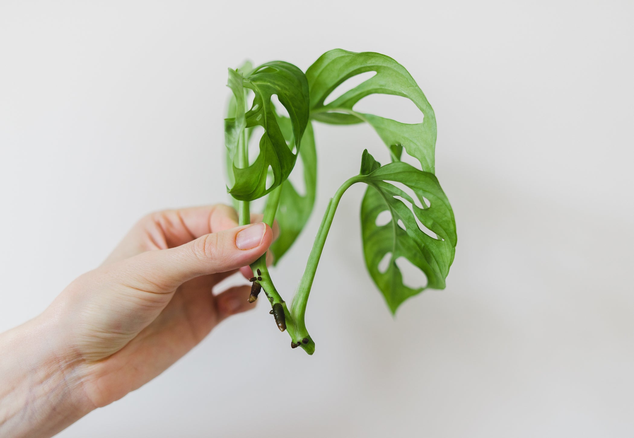 How To Propagate Monstera: Water, Soil, Air & Root Methods – Rosy Soil