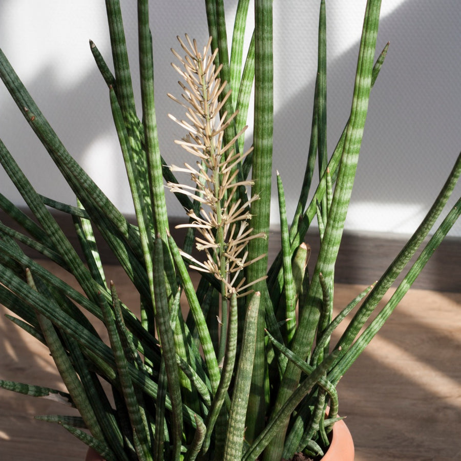 How To Make Your Snake Plant Flower (+ What It Looks Like) – Rosy Soil