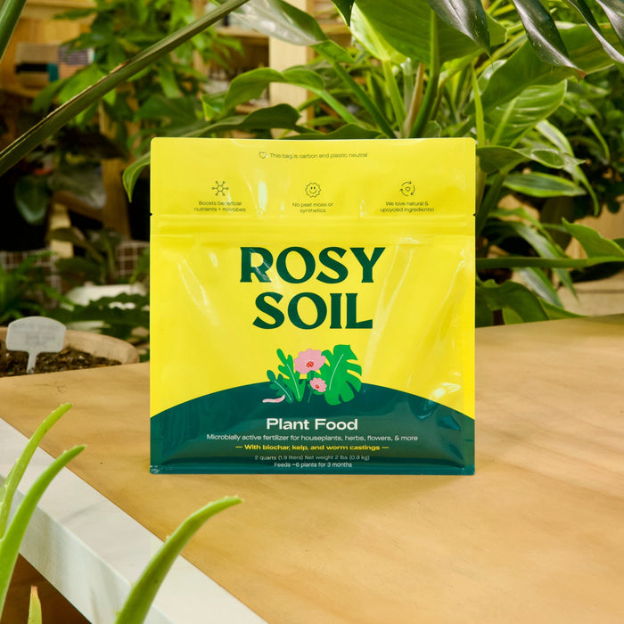 20+ Beautiful Pothos Varieties – Rosy Soil